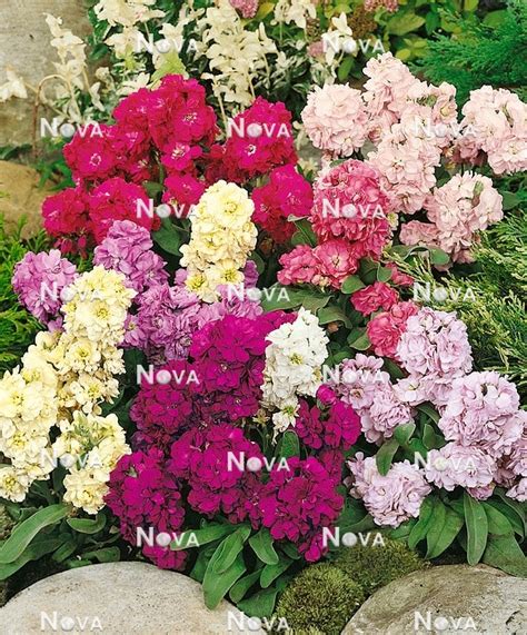Matthiola Incana Cinderella Mixed