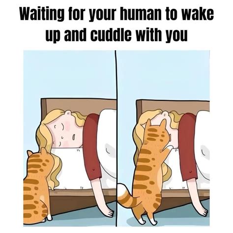 Cat Meme Drop 12 12 23 Clean Memes
