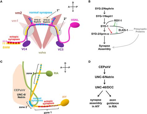 Synaptic Specificity Regulated By Non Neuronal Factors A Synaptic Download Scientific