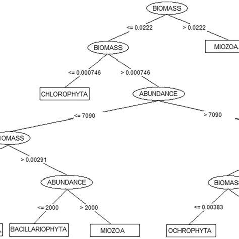 Model Describing Correlations Between Phytoplankton Taxonomic Phyla And