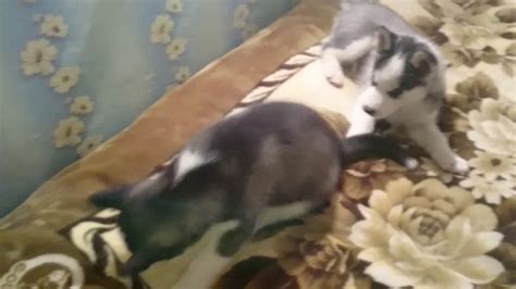 ციმბირული ჰასკის ლეკვები ХАСКИ Husky Youtube