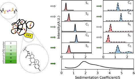 Influence Of Structural Dynamics On Cell Uptake Investigated With Single Chain Polymeric