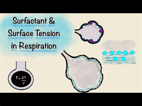 Understanding Surfactant And Surface Tension In Respiratory Physiology