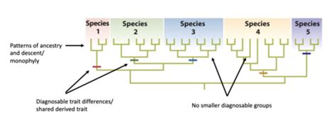 Evolution Exam 3 Flashcards Quizlet