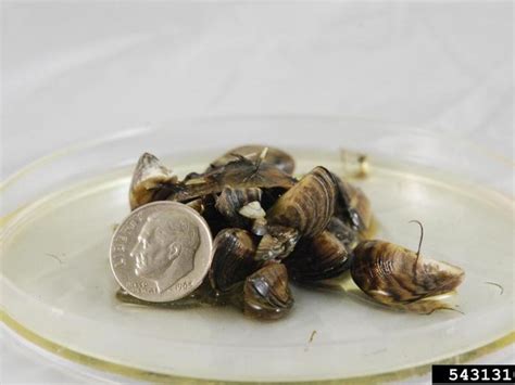 Zebra Mussel Nebraska Invasive Species Council Nebraska
