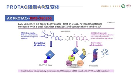 杨璐教授解读靶向ar轴治疗的最新临床进展与联合策略丨2025浦江前列腺癌大会