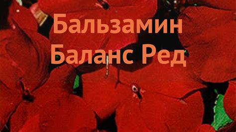 Бальзамин обыкновенный Ред 🌿 обыкновенный бальзамин Ред обзор: как ...