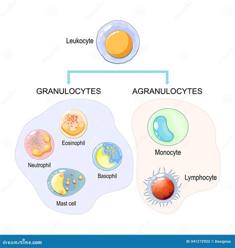 Agranulocytes And Granulocytes White Blood Cells Leukocytes Stock