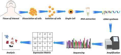 Frontiers Single Cell Transcriptomics Current Methods And Challenges In Data Acquisition And