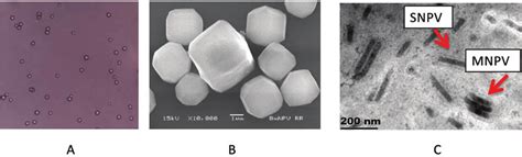 The Bmnpv Msu Forms Polyhedral Inclusion Bodies A Observed Under Download Scientific Diagram