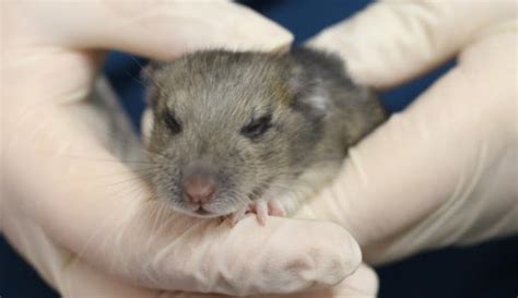Yes Alberta Does Have Native Rats — And One Man Cant Get Rid Of Them
