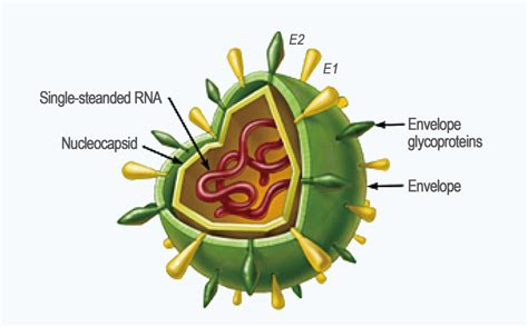 Hcv Hepatitis C Virus Rna Genotyping Kit Triplex International