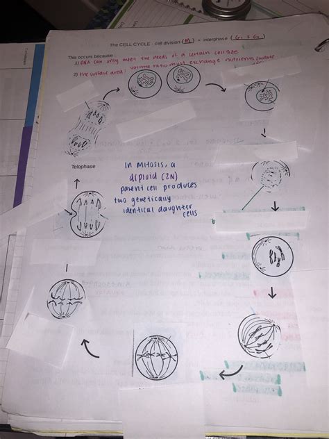 Cell Cycle Notes Diagram Quizlet