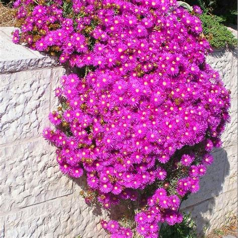 acem Halısı Fidesi Drosanthemum Floribundum