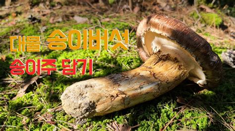 황금송이로 술을 담다 송이버섯 송이주 Youtube