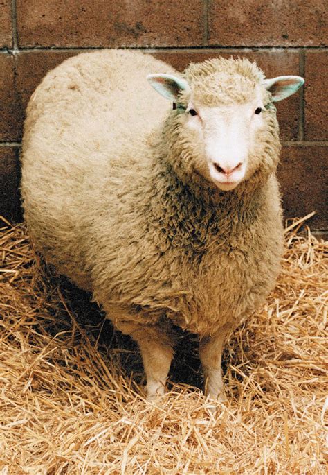 Dolly The Cloned Sheep At 20 How It Actually Happened Time