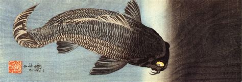 Ffdb Mylopharyngodon Piceus Black Carp Overview