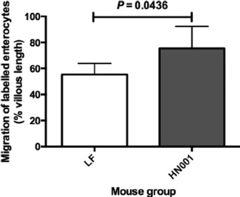 Higher Rate Of Epithelial Cell Migration Measured By Brdu Incorpora