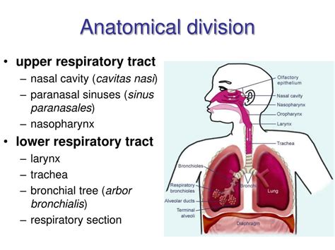 Ppt Respiratory System I Powerpoint Presentation Free Download Id