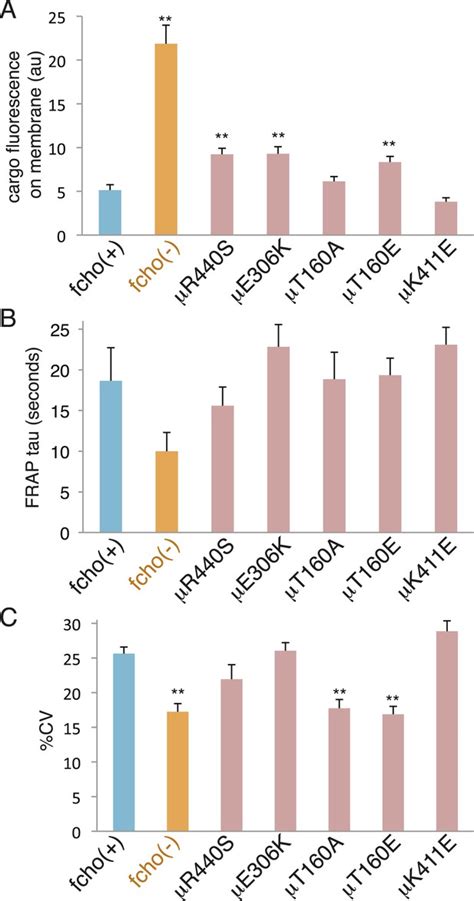 Figures And Data In The Membrane Associated Proteins Fcho And Sgip Are Allosteric Activators Of