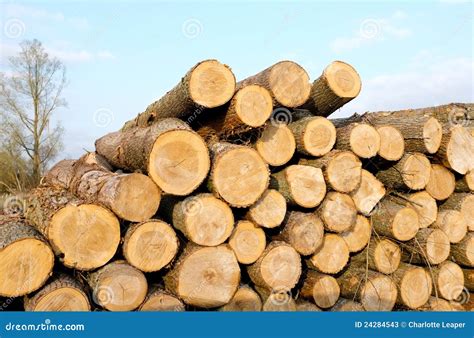 Timber Log Stack Stock Image Image Of Logging Woodpile 24284543