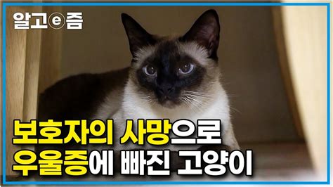 아닙니다 슬픔 1달쯤 갔을 거예요 00 때문입니다 아껴주던 보호자의 사망으로 무기력한 줄 알았던 고양이의 숨겨온 진심│고양이를 부탁해│알고e즘 Youtube