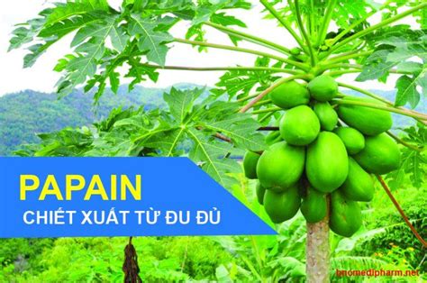 Enzyme Papain Chiết Xuất Từ đu đủ Có Tác Dụng Gì Với Sức Khỏe Bnc