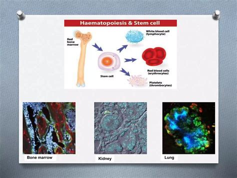 Stem Cell It S Types PPTX