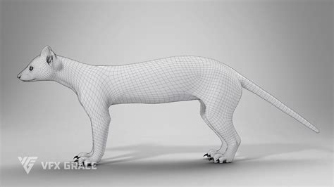 Vfx Models Martes Americana Maya Character Asset