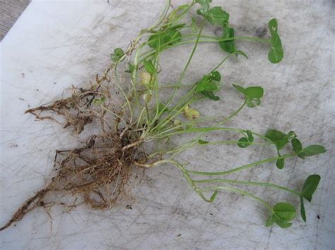 Clover And Oxalis Root Systems For Distinguishing Plants In The