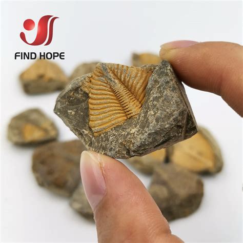 100 Natural Trilobite Tail Fossil Ancient Fossils Teaching Specimens Collection Ebay