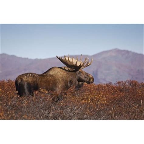 Moose Bull Walking On A Ridge Among Diamond Leaf Willow Denali National