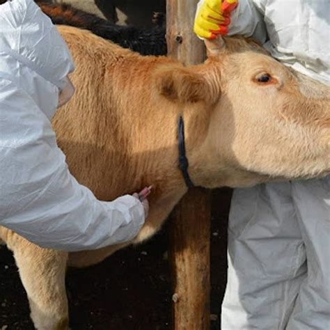 Stream Малын гоц халдварт өвчинтэй тэмцэх үндэсний стратегийг шинэчилнэ By Mongolian National