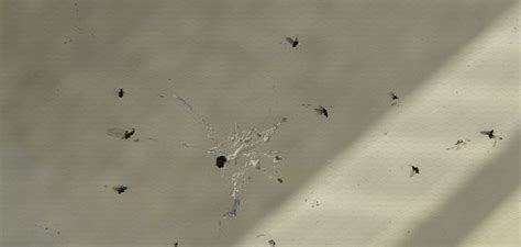 How To Clean Bugs Off A Windshield Easy Tips