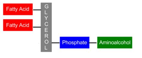 Lipid Digestion Flashcards Quizlet
