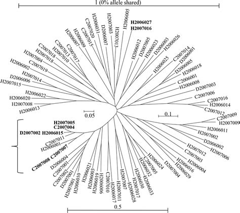 Neighbor Joining Dendrogram Based On A Shared Allele Distance Matrix Download Scientific