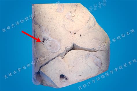 肝片吸虫病 吉林大学动物医学学院标本信息管理平台