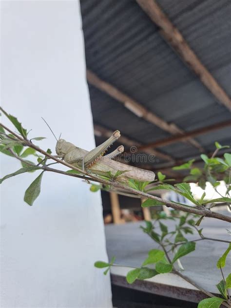 A Big Grasshopper On A Branch Stock Image Image Of Animal Plant A Big Grasshopper On A Branch Stock Image Image Of Animal Plant