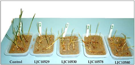 Isolation Identification And Determination Of The Virulence Of The