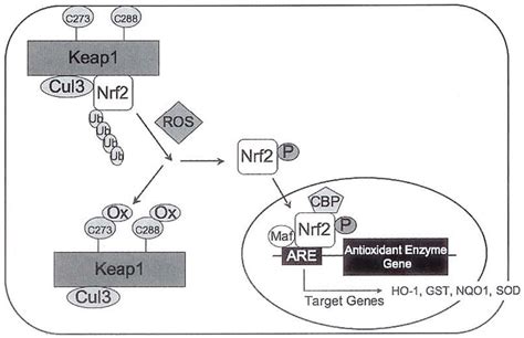 1 Schematic For Nrf2 Regulation And Function Download Scientific Diagram
