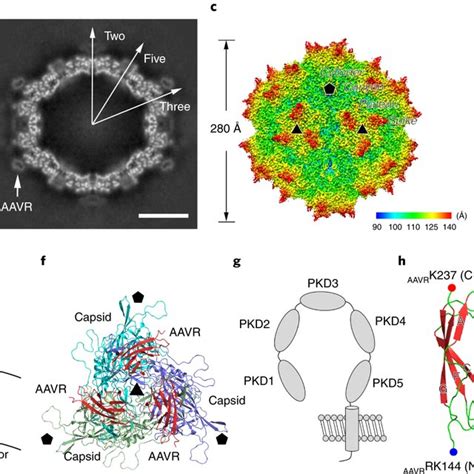 The Cryo EM Structures A B The Central Cross Sections Through The Download Scientific Diagram