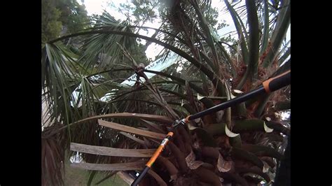 How To Trim A Palm Tree Youtube