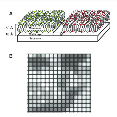 Schematic Diagram Of A Supported Membrane A And Fluorescence Image Of