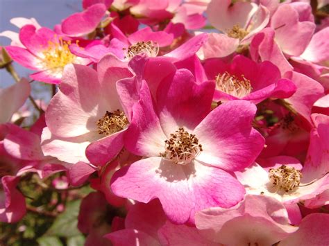 무료 이미지 자연 꽃잎 장미 꽃 담홍색 플로라 핑크 꽃 매크로 사진 로즈 부시 꽃 피는 식물 정원 장미 장미 가족 육상 식물 장미의 주문