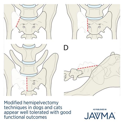 Avma Journals On Linkedin Modified Hemipelvectomy Techniques Appear To Be Well Tolerated With