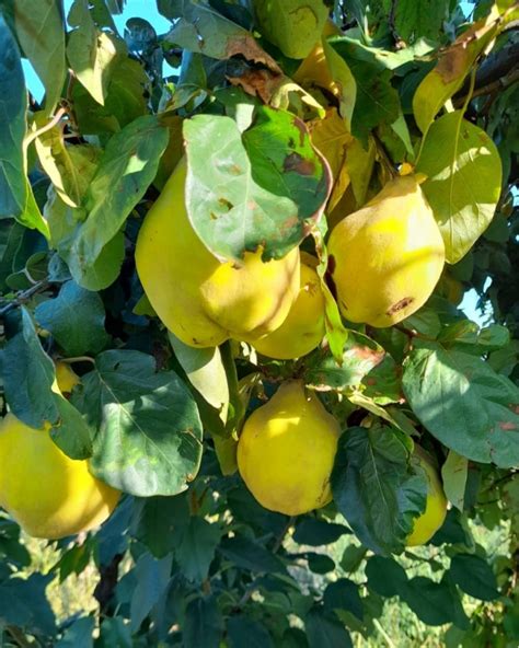 Gutui Eco 1kg Frooptro