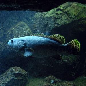 Giant Grouper Facts Diet Habitat And Pictures On Animaliabio