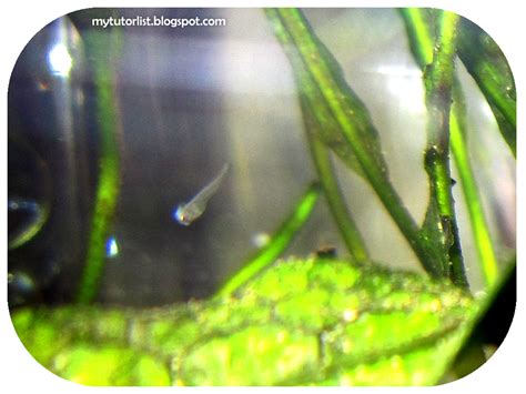 Goldfish Eggs Hatching