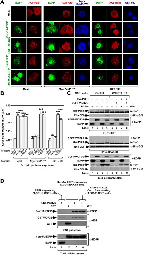 β Propeller Domain Proteins Functionally Interact With Pak