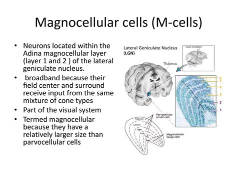 Magnocellular And Parvocellular Pathways1 Pptx